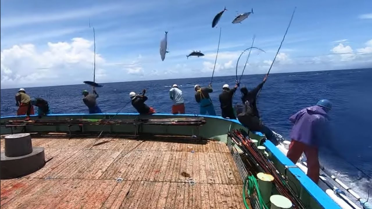 Japan fishing job life Pole and line fishing video amazing fishing 🎣 ...