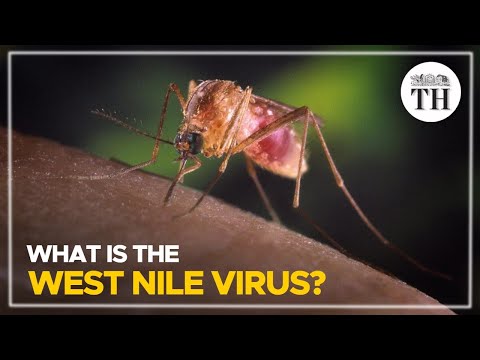 What is the West Nile Virus? | The Hindu