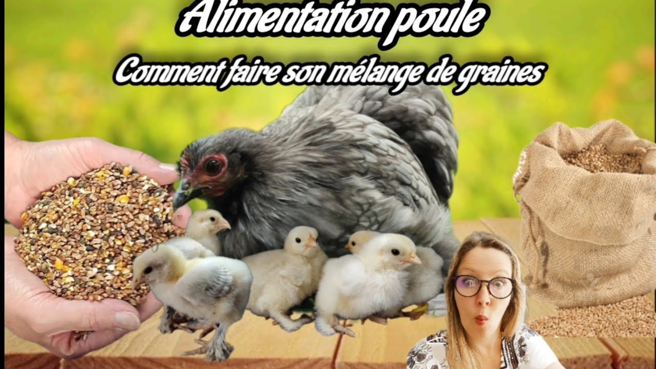 alimentation pour poule faire soi-meme son mélange pour volailles - YouTube