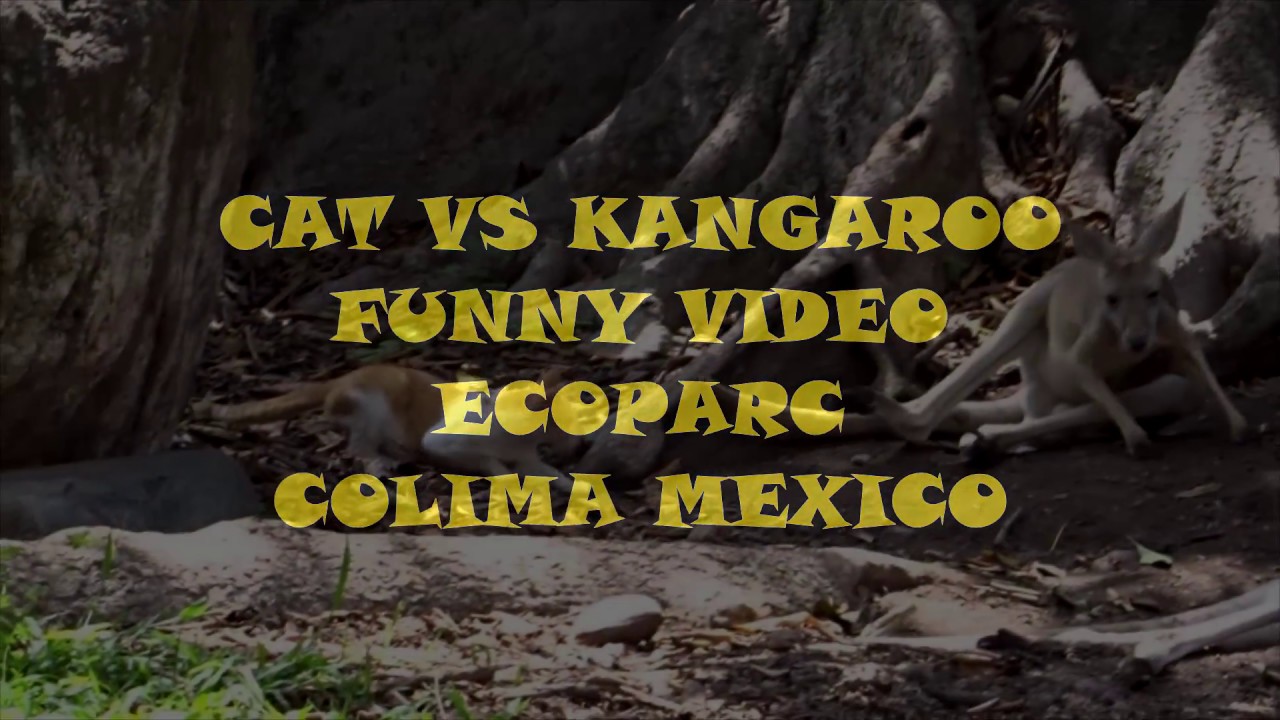 GATO VS CANGURO, cat vs kangaroo, Ecoparc ColimaMX. - YouTube
