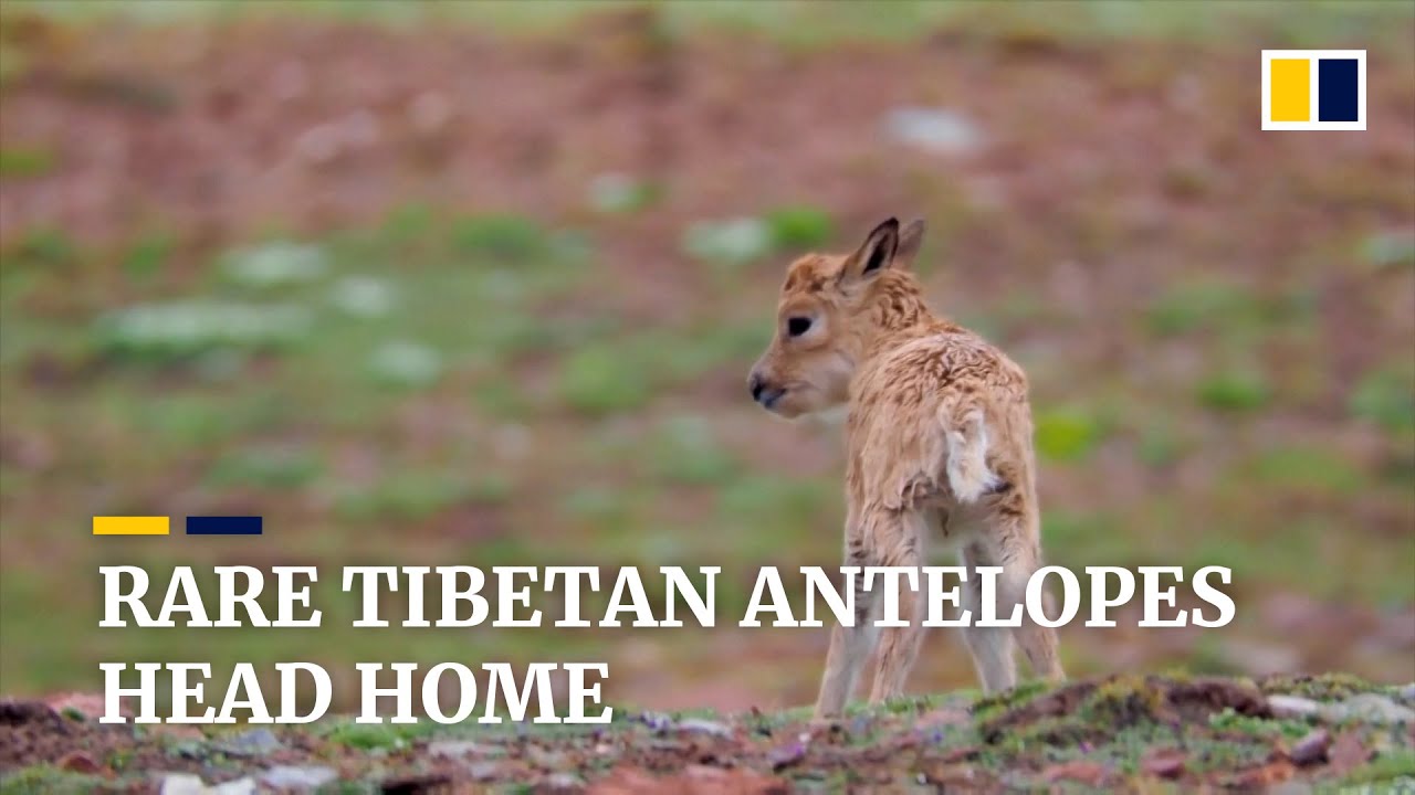 China’s endangered Tibetan antelopes start annual migration home after ...