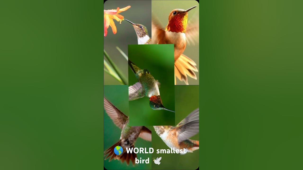 #world , #smallest , #bird , #worldsmallestbird , #tiny , #tinybird - YouTube