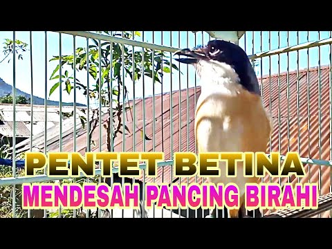 SUARA CENDET BETINA MEDESAH MERAYU JANTAN