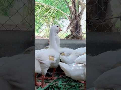 ANGSA LION HEAD #GOOSE#LIONHEADGOOSE - YouTube