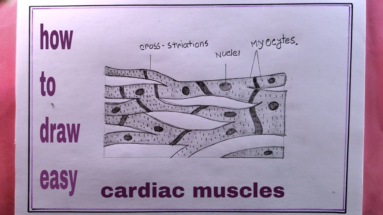 how to draw cardiac muscle easy - YouTube