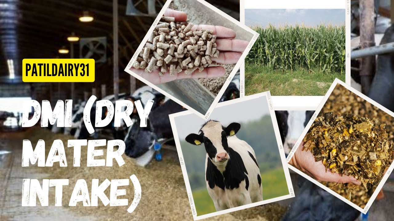 Unveiling the Dark Secrets of Dairy Farming: DMI & Diet Cost You Need ...