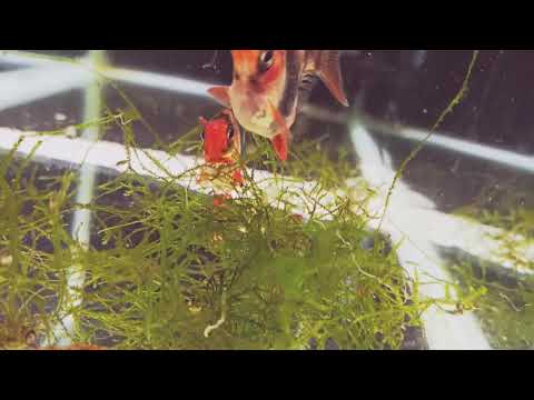 Tiger barb fish  breeding