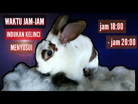 PENYEBAB KELINCI JARANG MENYUSUI
