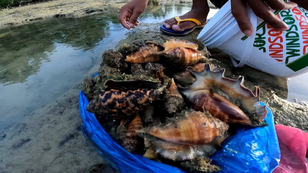 Pag hahanap nang aninikad sa mga batuhan, ang daming saang - YouTube