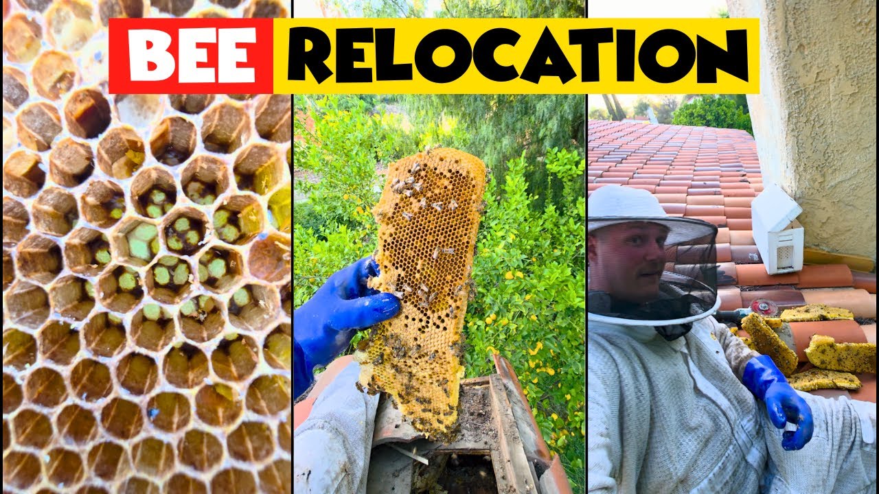 PICTURE-PERFECT BEEHIVE REMOVAL! - YouTube
