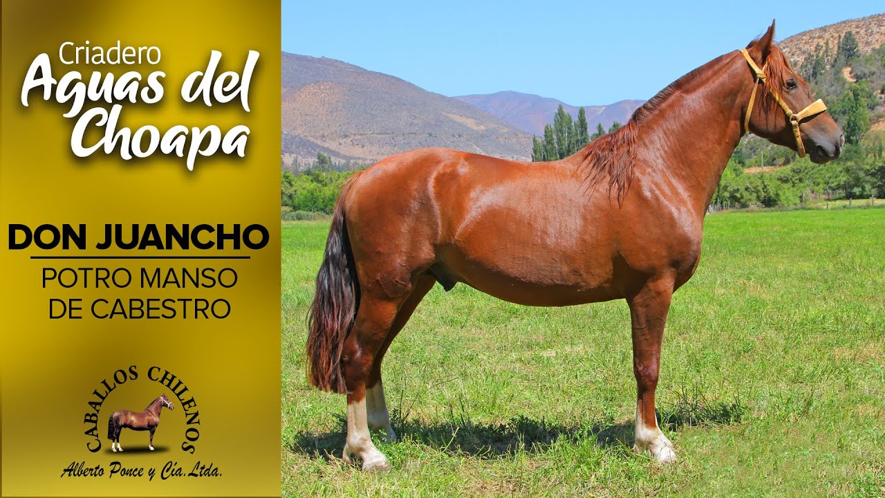 DON JUANCHO | Criadero Aguas del Choapa | Remates Alberto Ponce - YouTube