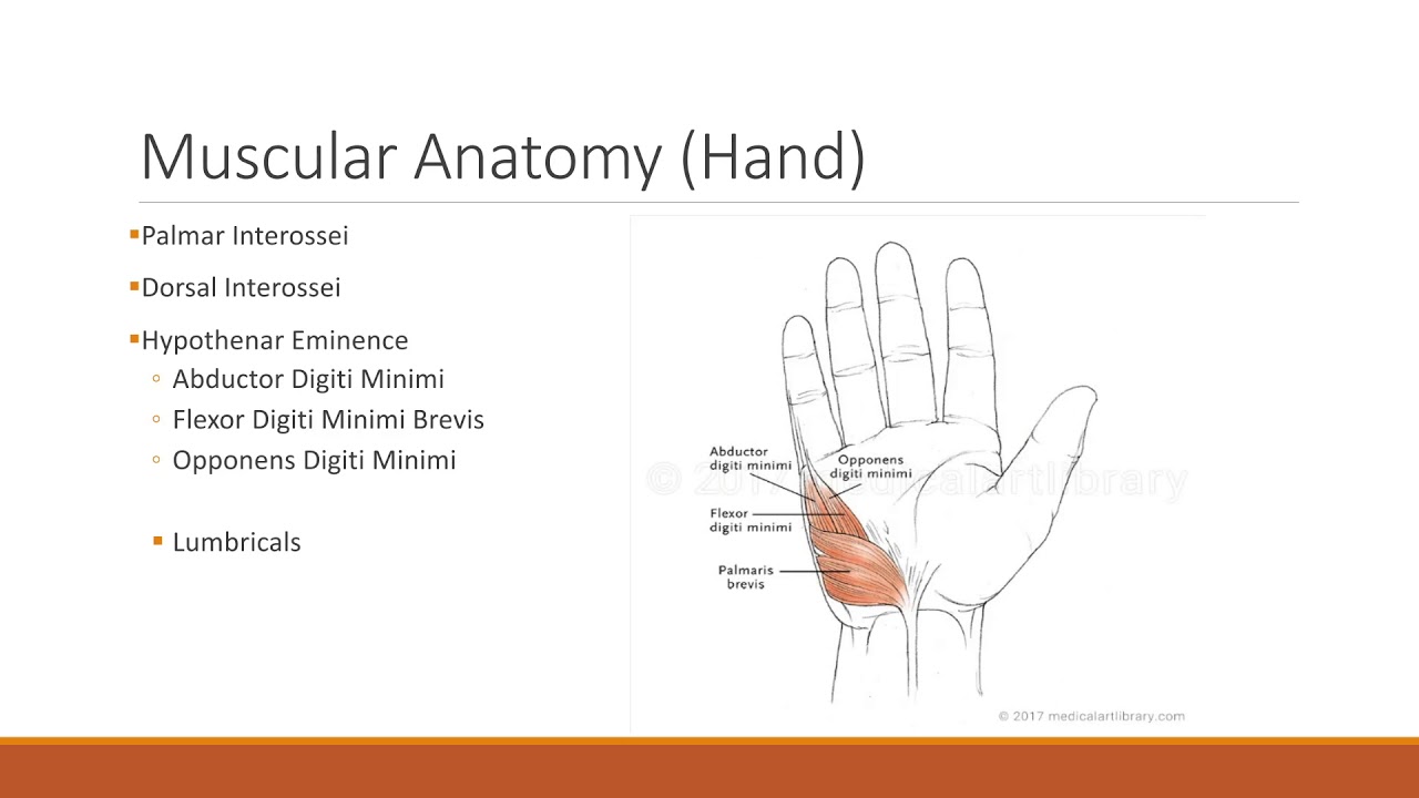 Hand and wrist throwing mechanics, Chase and Tino - YouTube