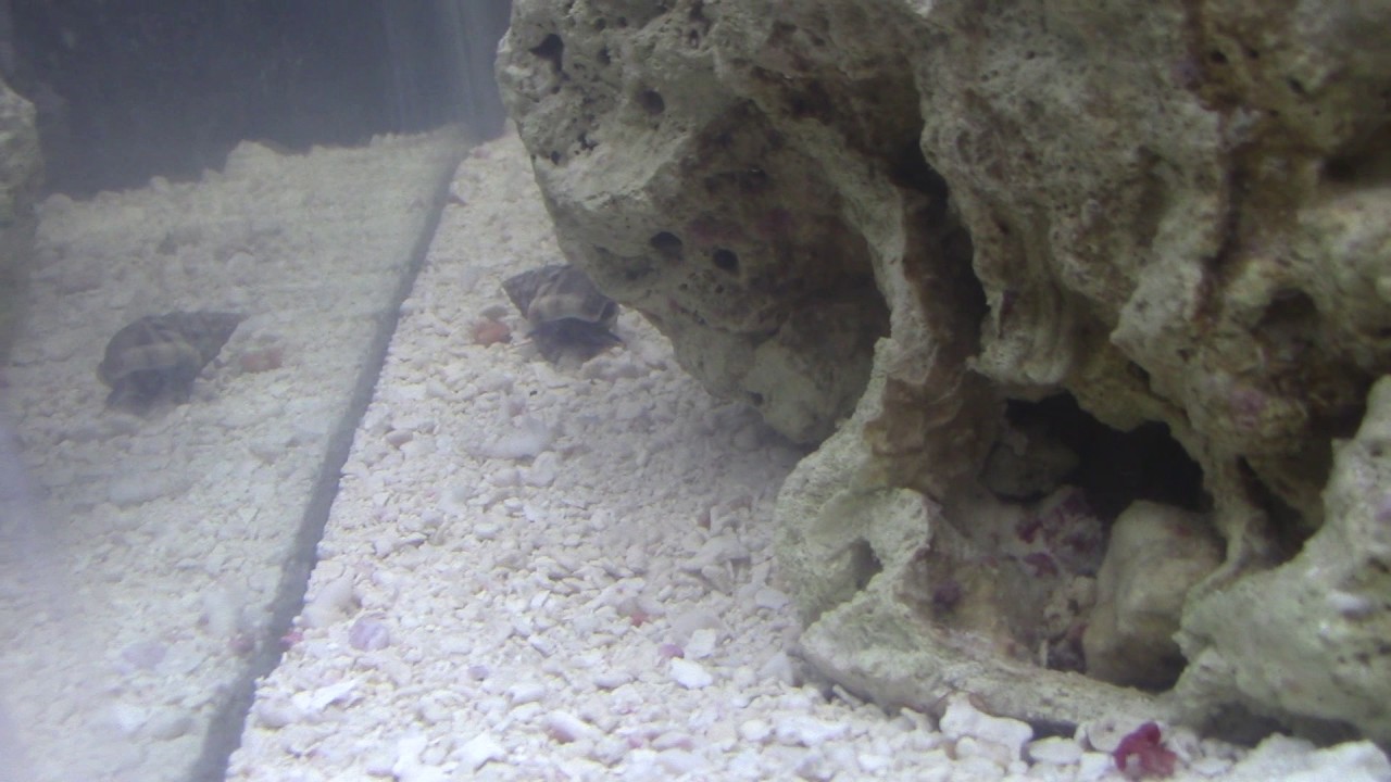 10 Gallon Saltwater Aquarium: Peppermint Shrimp, Yellowtail Blue Damsel ...