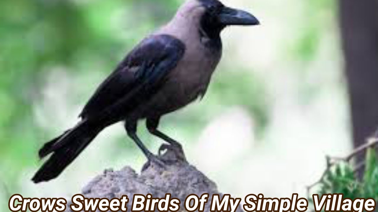 Crows Sweet Bird of My Simple Village - YouTube