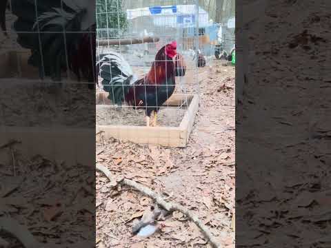 Stuart Yellow leg hatch - YouTube