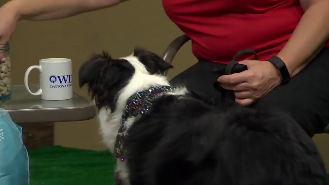 Canine University #107 - YouTube