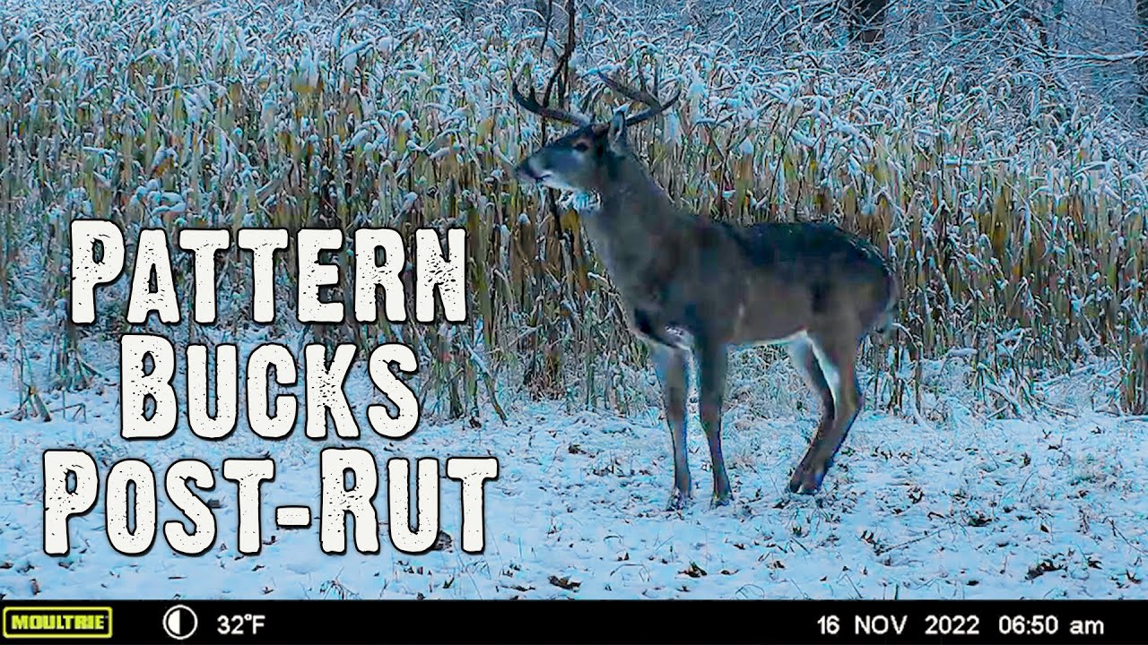 Post Rut Hunting Tips - Pattern Bucks Post-Rut - YouTube