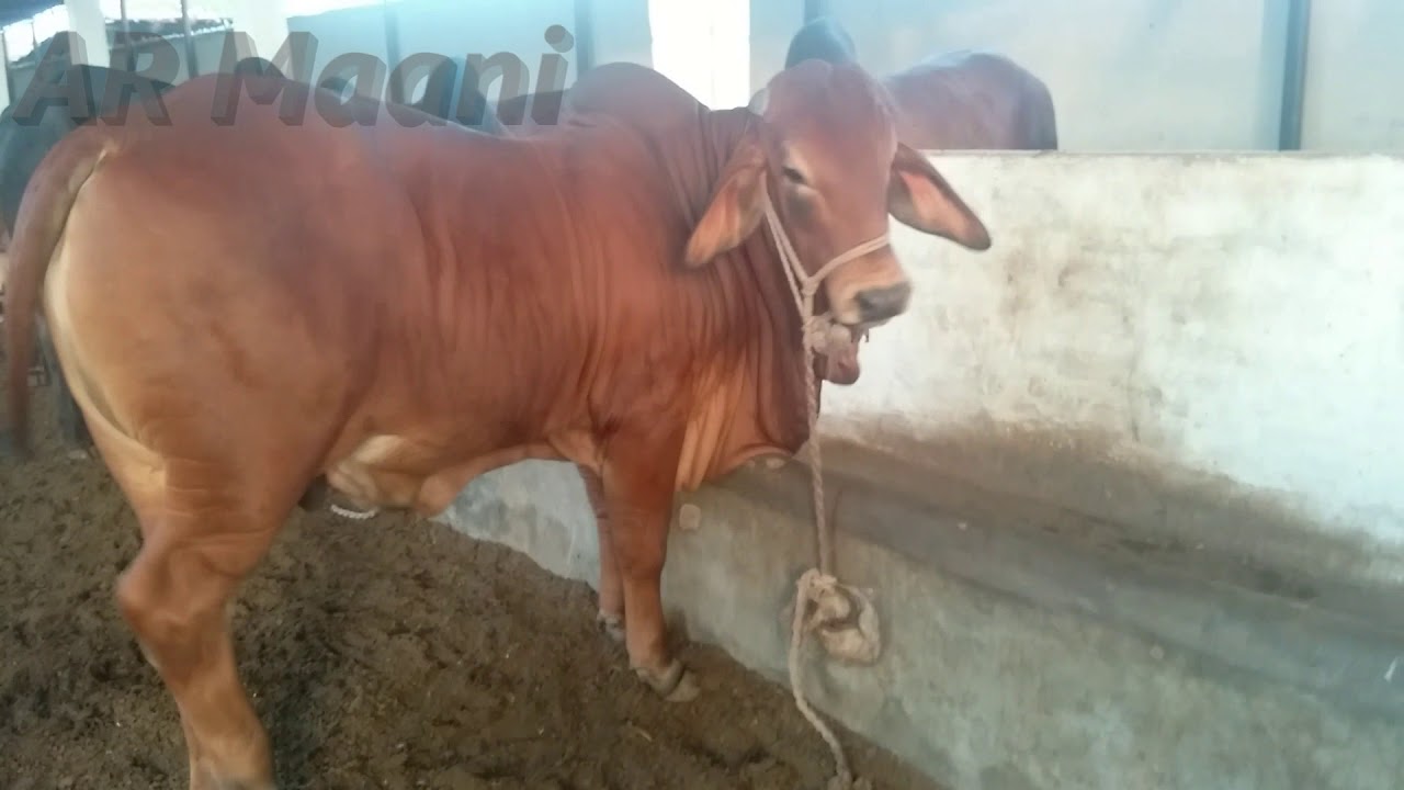 Brahman Cattle Farming In Pakistan || Shafiq Cattle Farm || Bakra Eid ...