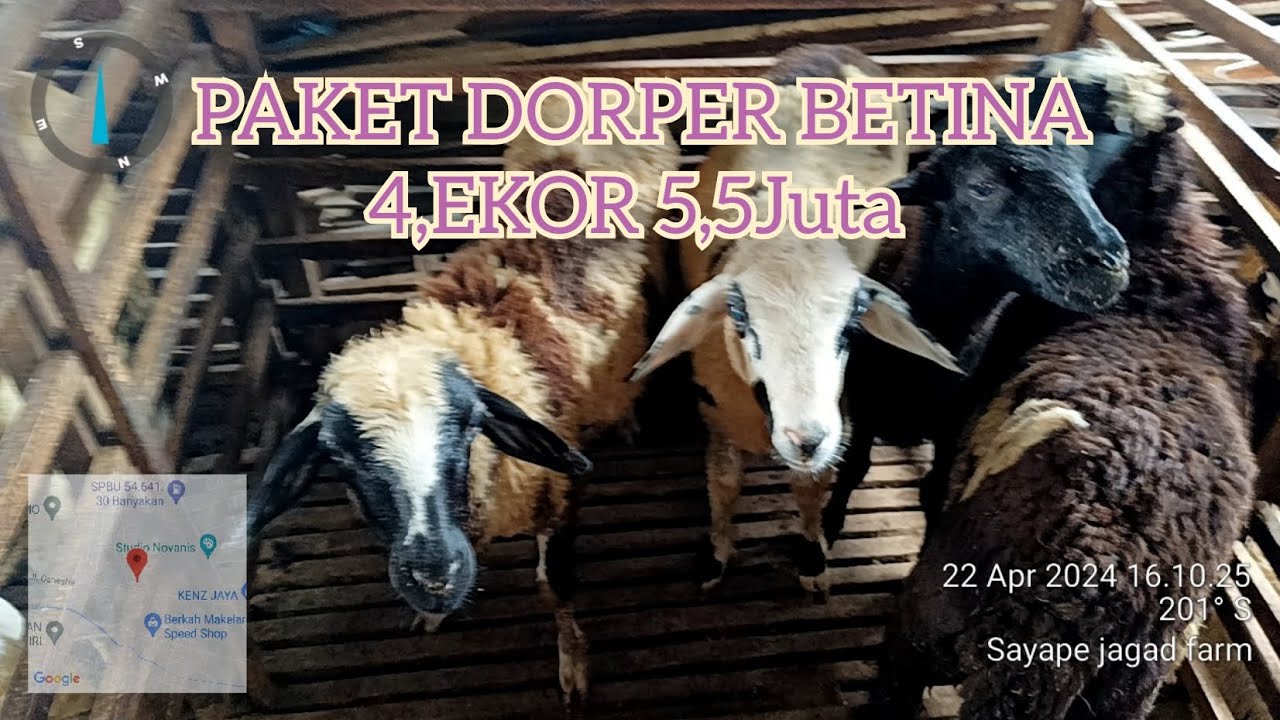 PAKET DORPER BETINA 4 Ekor HANYA 5,5,JUTA @GALERI-KAMBING-DOMBA-NGANJUK ...