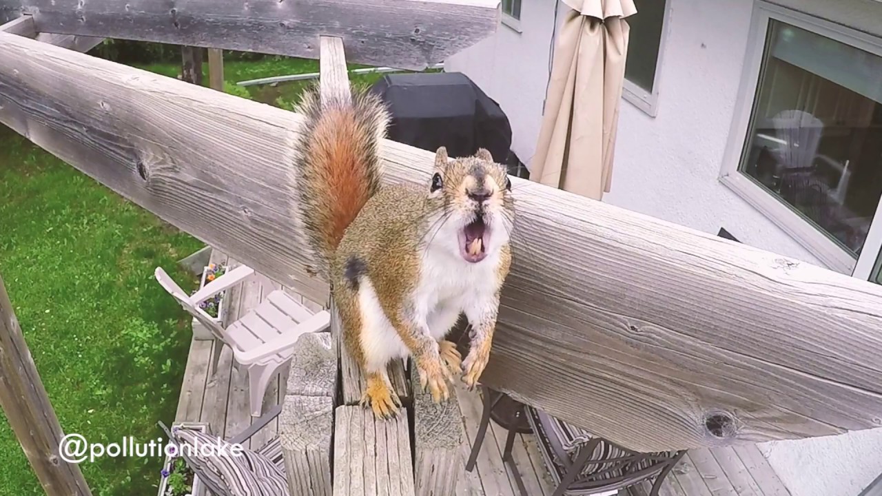 Angry Rage Squirrel Yard Terror - YouTube