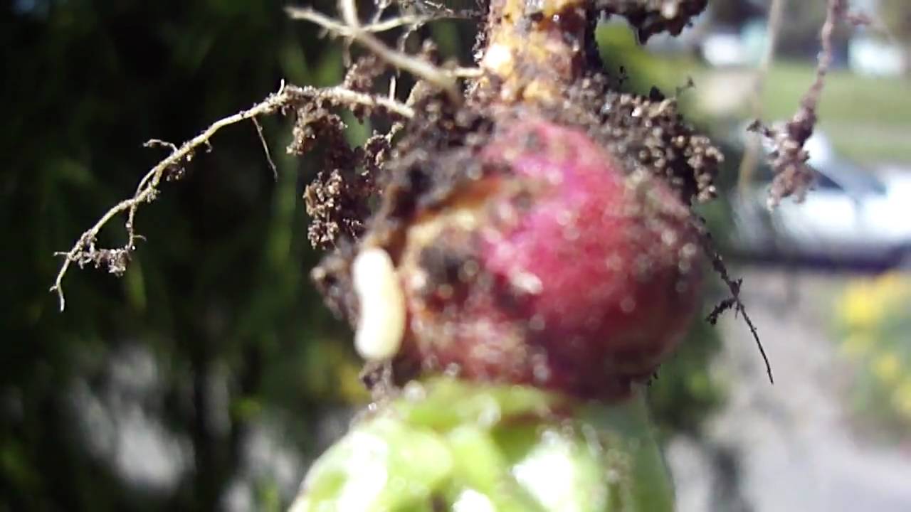 Maggot Infested Radish - YouTube