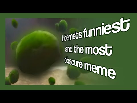 Moss balls: Internets funniest and most obscure meme