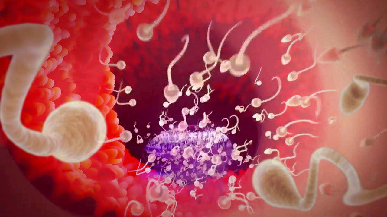 Así es el proceso de fecundación - YouTube