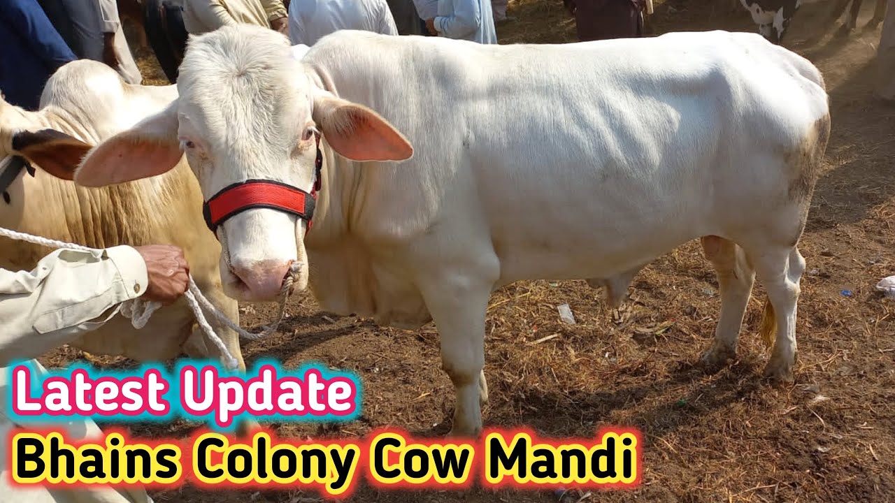 Bhains Colony Mandi Latest Update | 23 Nov 2022 | Bhains Colony Mandi ...