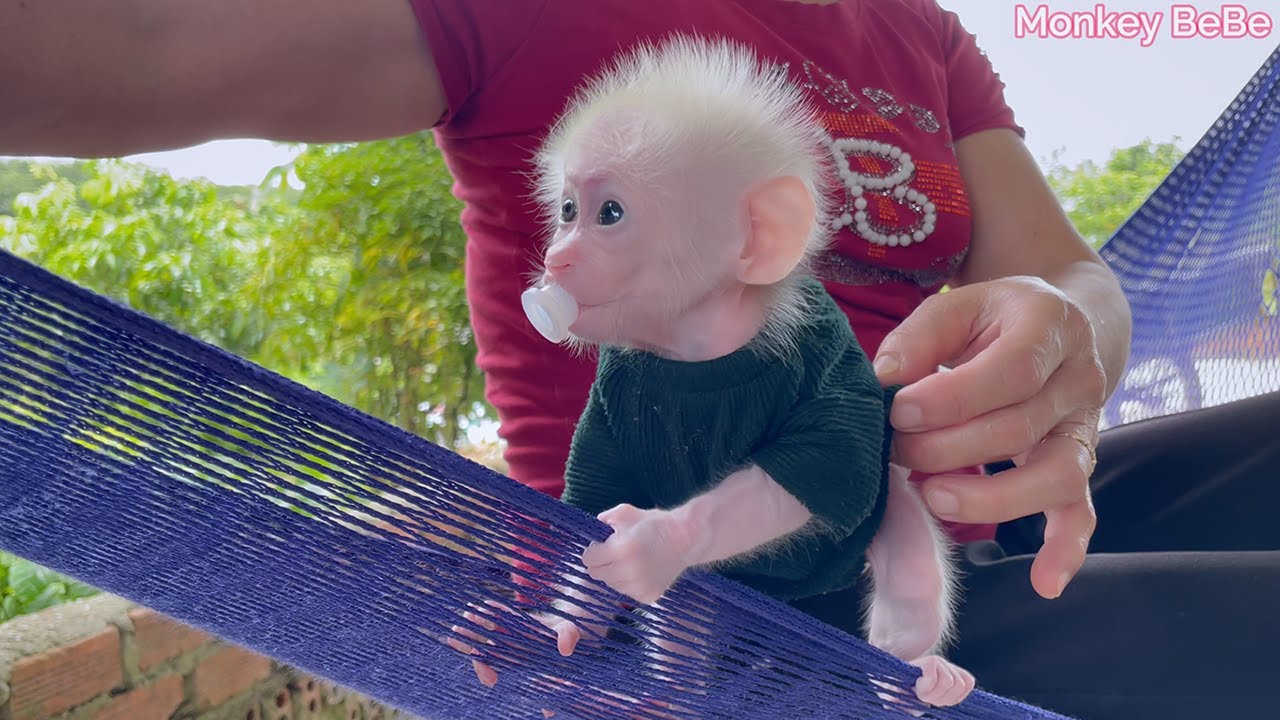 baby monkey bebe is afraid of heights and has adorable actions | Monkey ...
