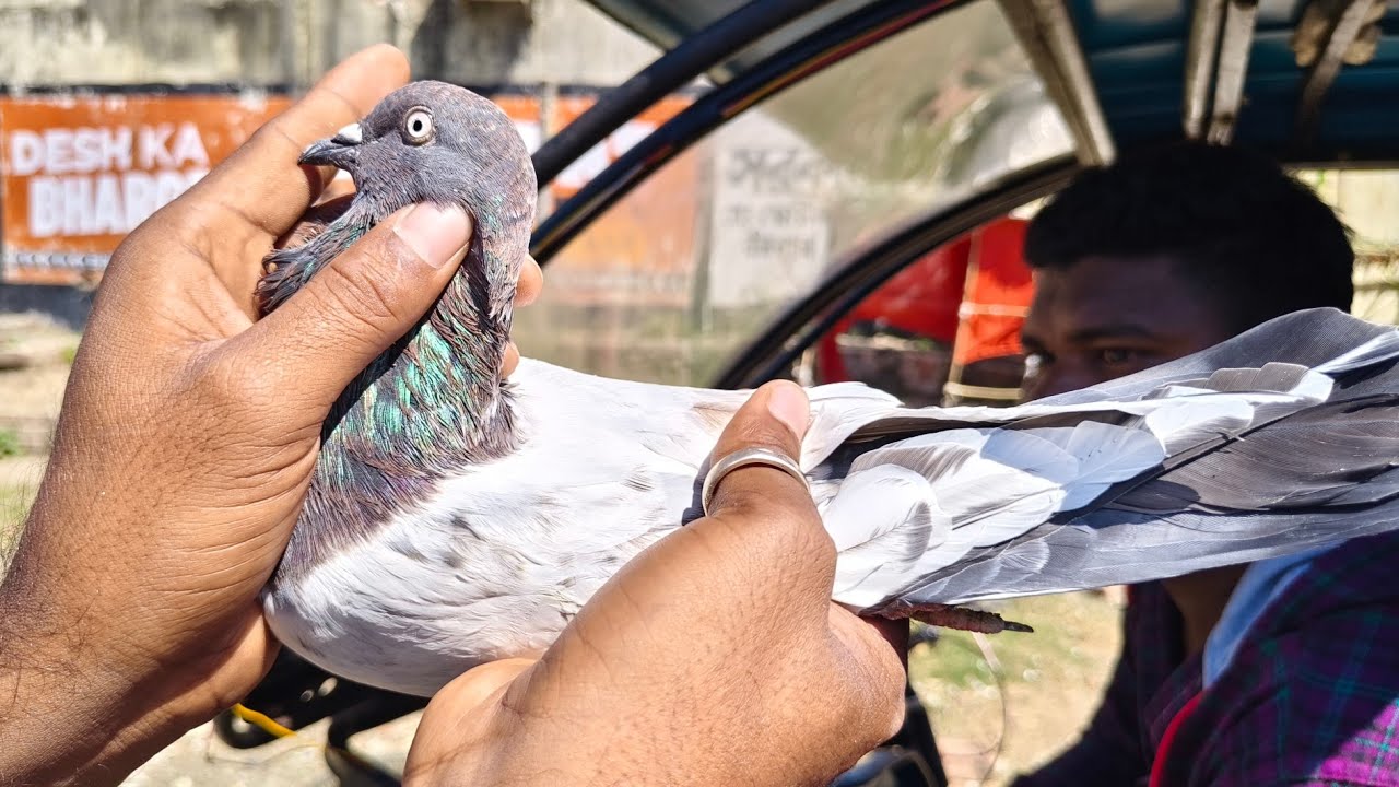 400 - টাকায় পায়রা "বেলডাঙা হাটে"😲 | Beldanga Hat Murshidabad ...