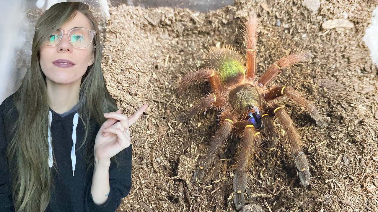 getting 2 BLUE FANG TARANTULAS + flood method rehousing - YouTube