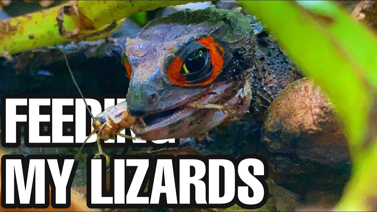 FEEDING MY PET LIZARDS (GECKOS, SKINKS, MONITOR AND MORE) - YouTube