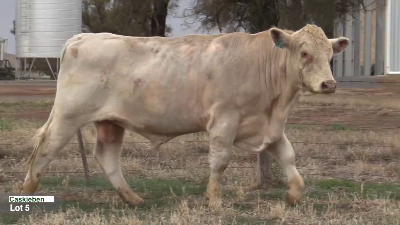 Lot 5 Caskieben Shorthorns 2020 - YouTube