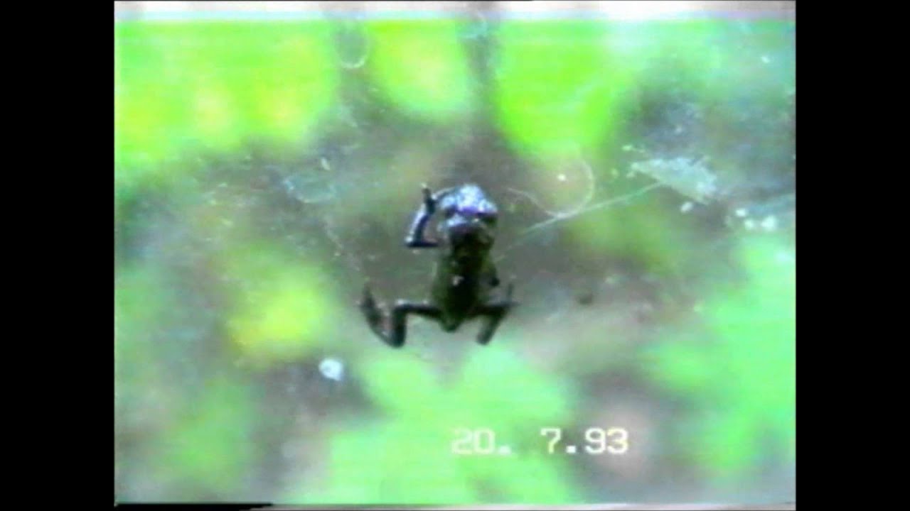 Små grodor och grodyngel 20 juli 1993 / Small frogs and tadpoles in ...
