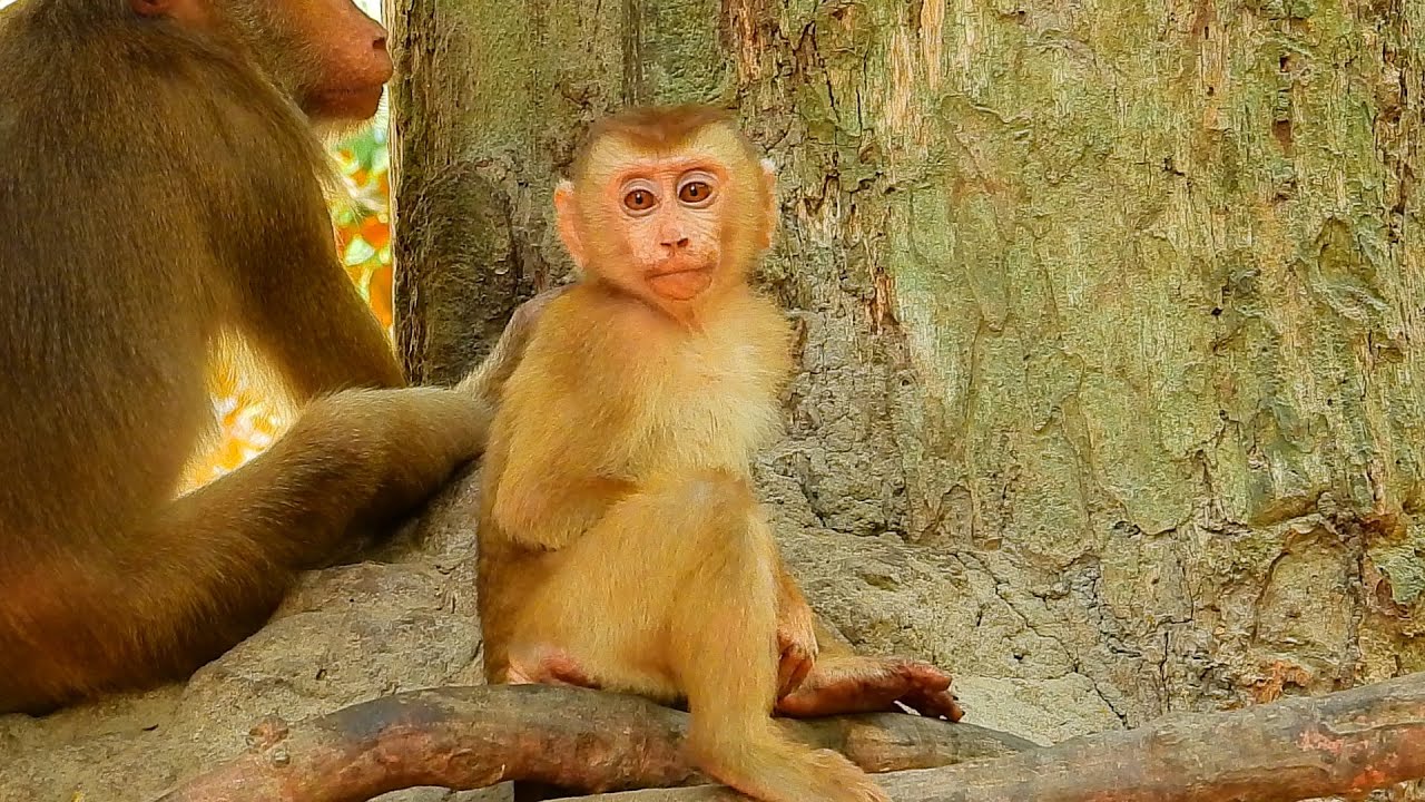 Absolutely Gorgeous, The charming monkey LEO has grown up and now looks ...