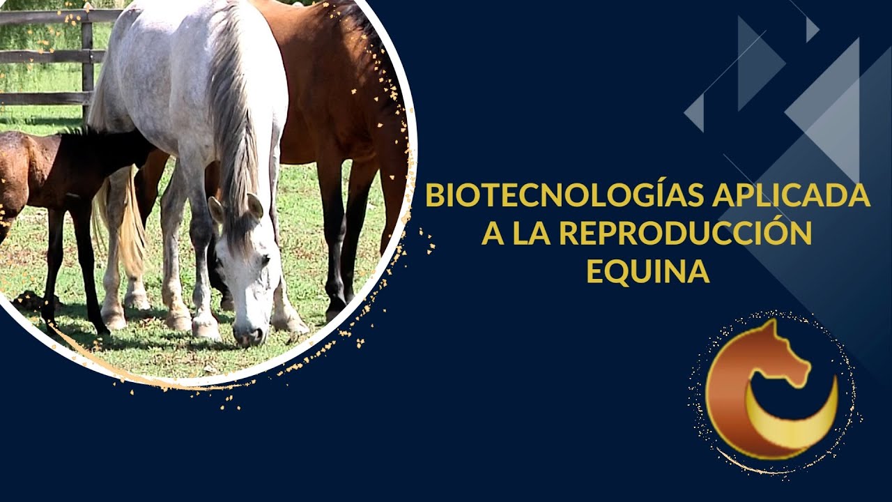 Biotecnología Aplicada a la Reproducción Equina - YouTube
