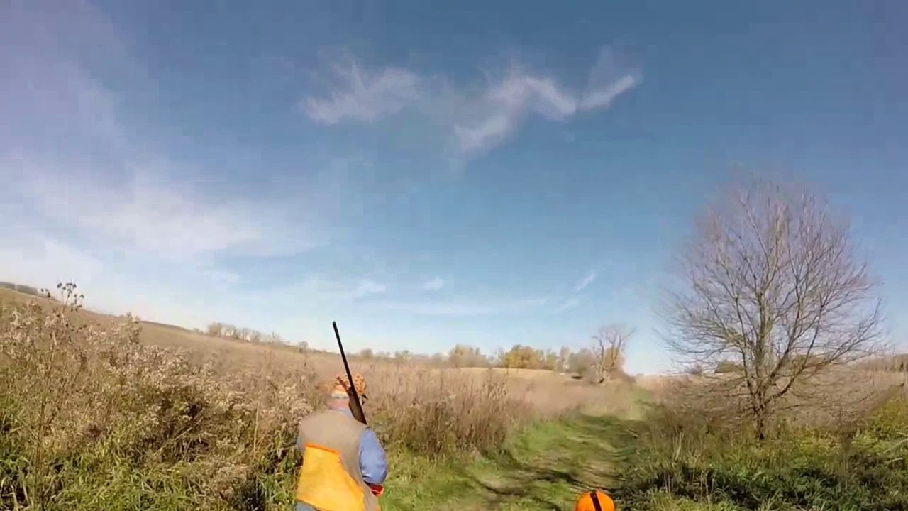 MN Pheasant Hunting 2016 - YouTube
