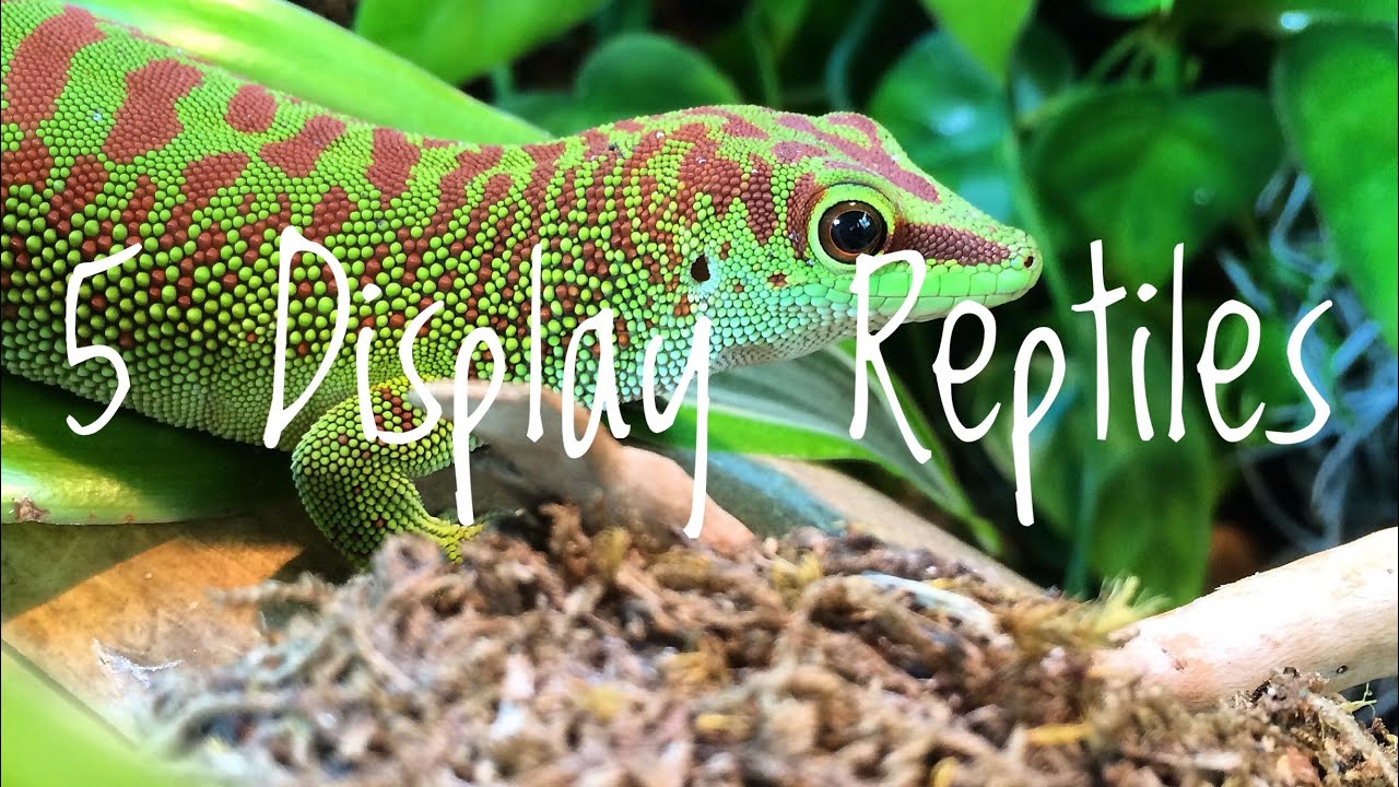 5 Good Display Reptiles - YouTube