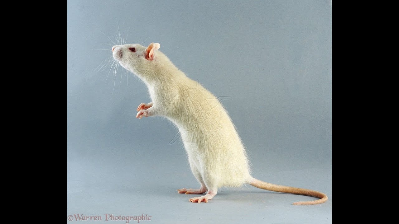 Learn Colors with Doom - YouTube