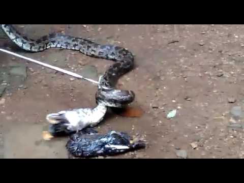 Python Eats Duck 2 Stock Footage The Snake Catch Attack India/Kerala ...