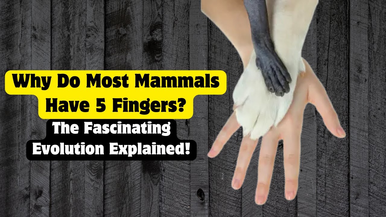 Why Do Most Mammals Have 5 Fingers? The Fascinating Evolution Explained! - YouTube