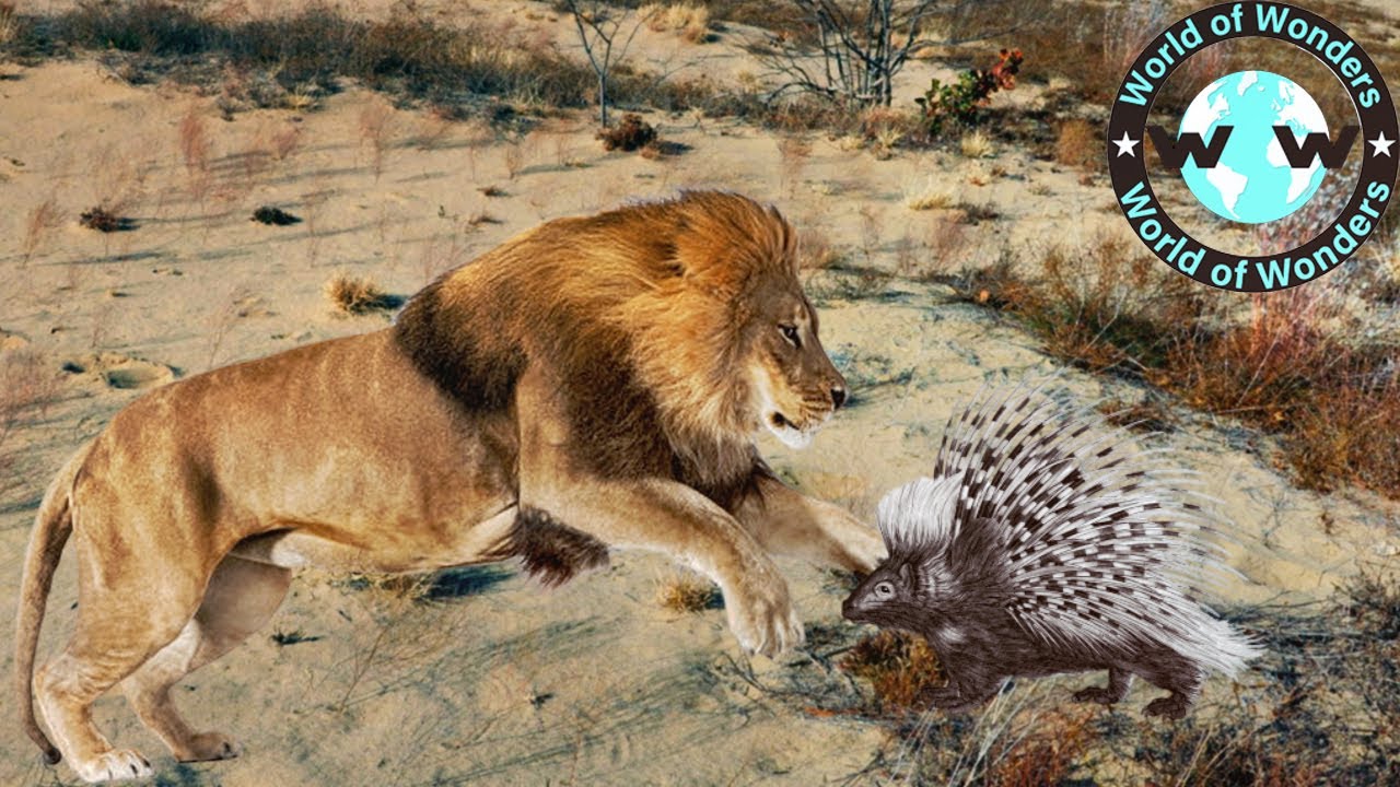 Crazy Moments! Hedgehog Attacks Lion And Leopard - Animals Fight - YouTube