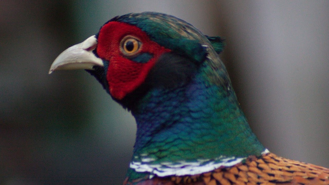 Random Birds part Fiftytwo - YouTube