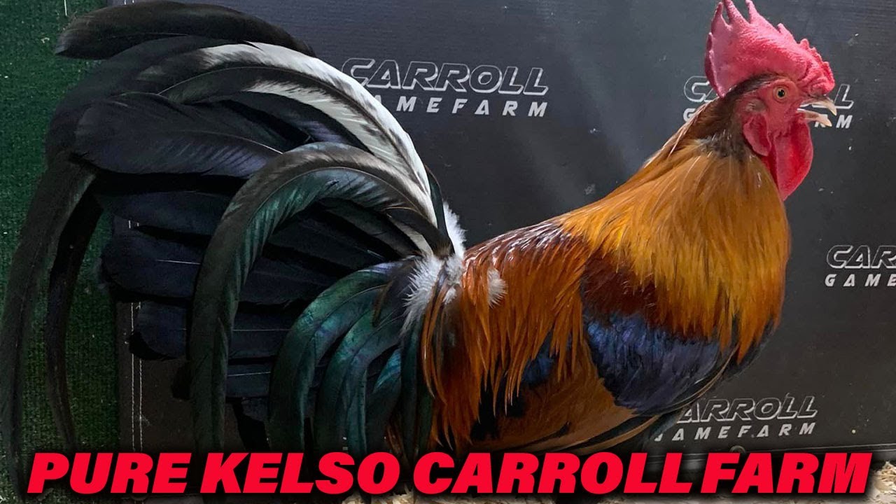 Pure Kelso Sweater Mr. Kenneth Carroll Farm Beautiful Birds - YouTube