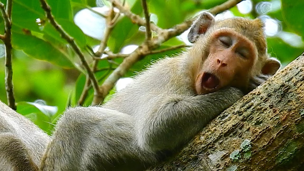 Alba Fall Asleep On Tree Near Mummy Anna - YouTube