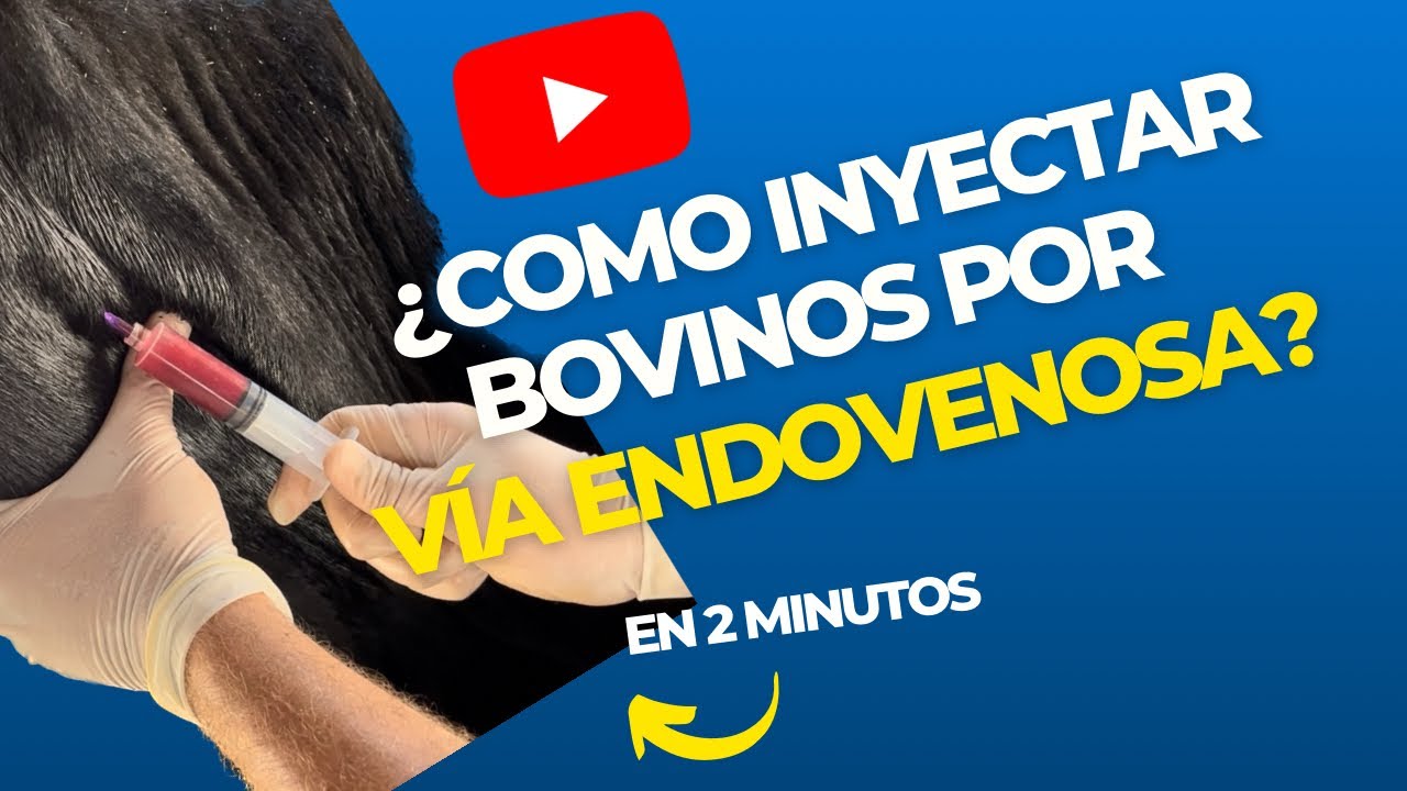 Cómo inyectar bovinos por vía endovenosa “intravenosa”. - YouTube