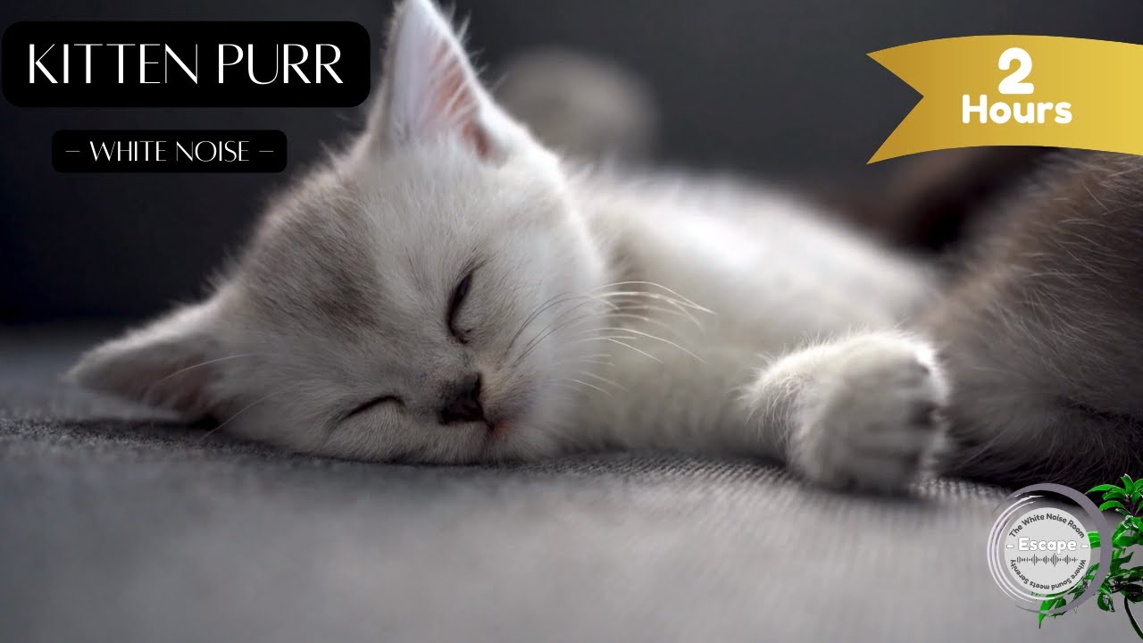 2 Hours of Kitten Purring | Relaxing ASMR for Sleep and Stress Relief 🐾 ...