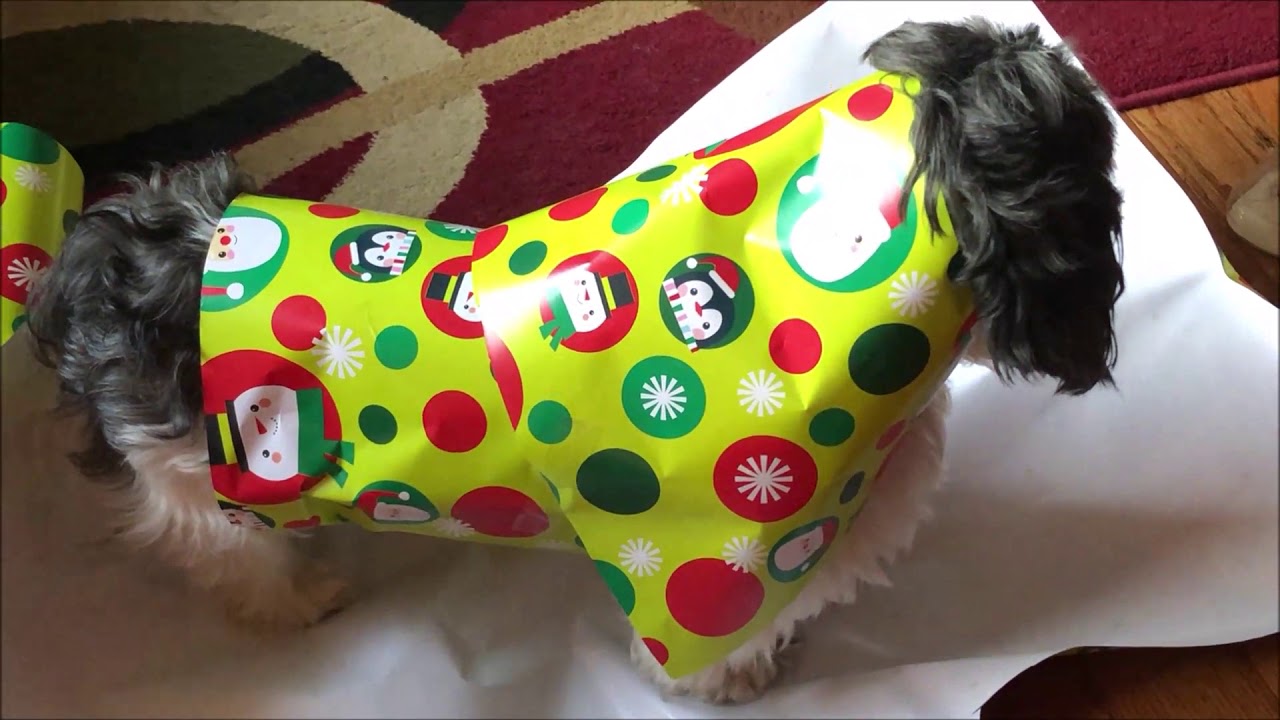 Envolviendo a mi perro como un Christmas gift - YouTube