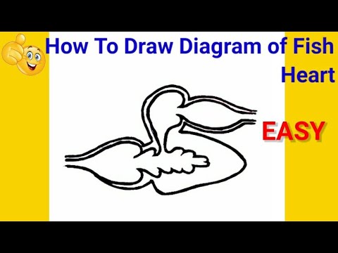 how to draw diagram of heart of fish step by step | how to draw heart ...