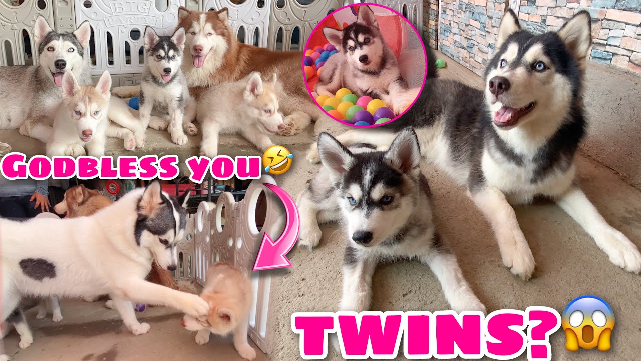 Puppies Meets The Adults | Playing In Ball Play Pen | Husky Pack TV ...